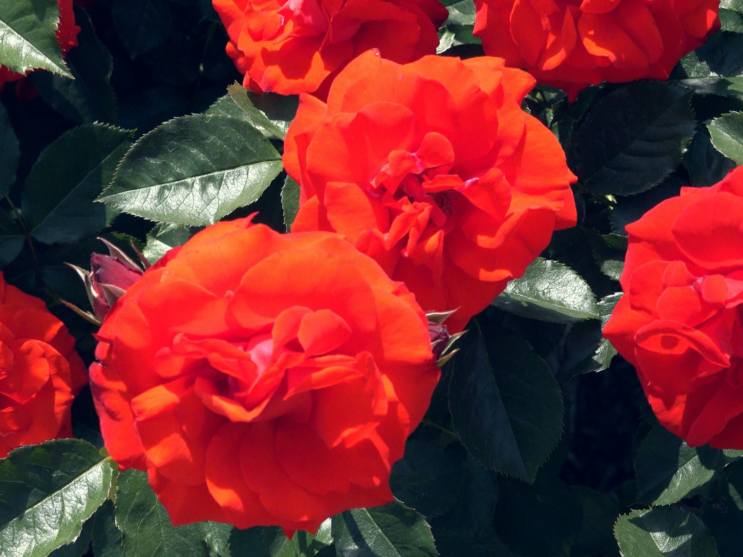 rose_3 | 寿製薬株式会社